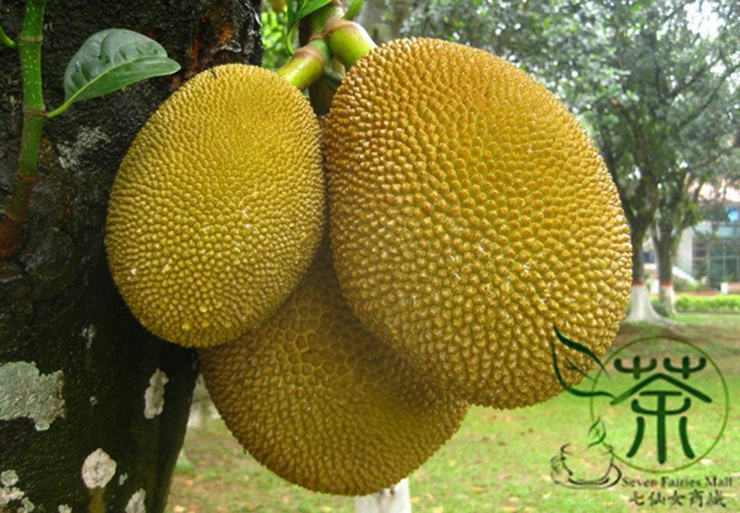 Artocarpus Heterophyllus, Jack Jak Jackfruit Seme 30 PZ, Fenne Bo Luo ...
