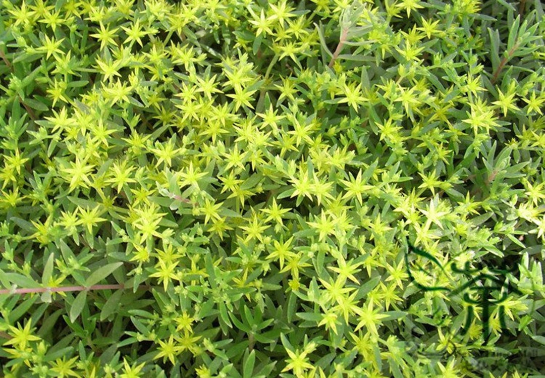 Sedum Lineare, Alfombra Sedum Seed 3000 PCS, Aguja Stonecrop Fu Jia Cao ...