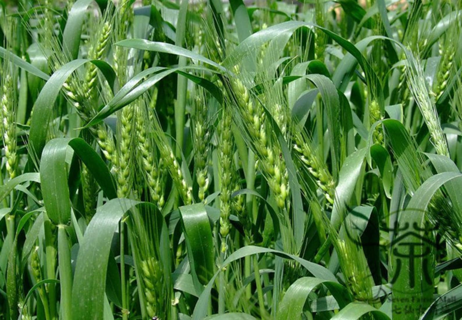 Triticum Aestivum, Common Wheat Seed 2000 PCS, Bread Wheat Xiao Mai ...
