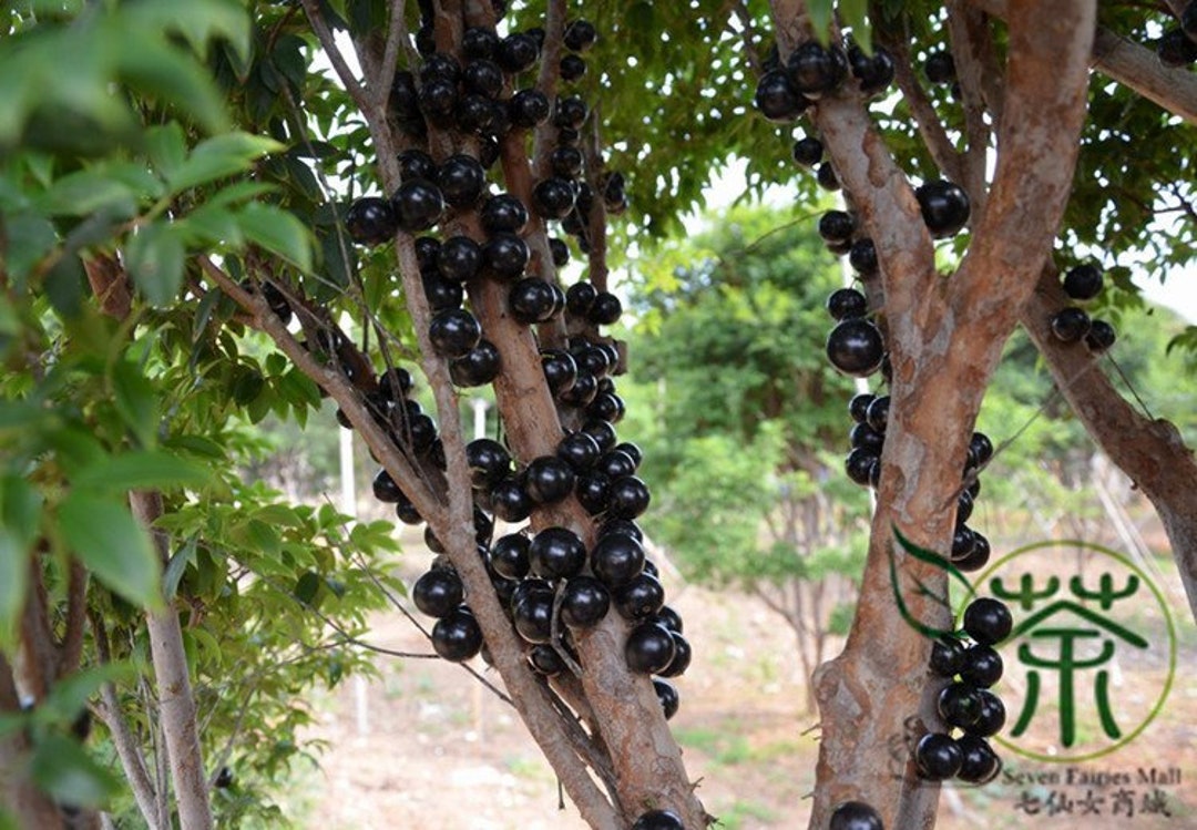 Plinia Cauliflora, Jabuticaba Jaboticaba Seed 200 PCS, Jia Bao Guo ...