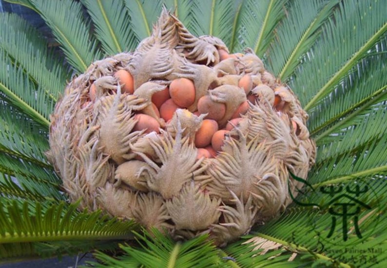 Cycas Revoluta Sago Palm Seed 10 PCS King Sago Sutie - Etsy Canada