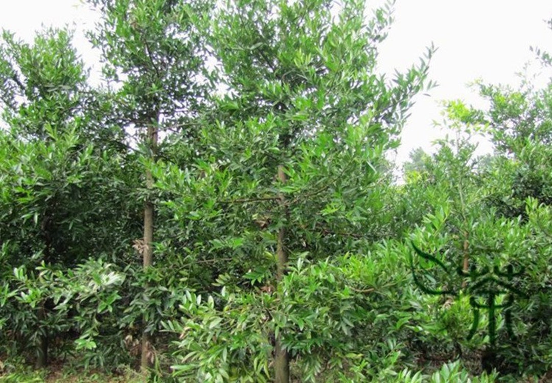 Podocarpus Nagi, Nageia Nagi Seed 200 PCS, Asian Bayberry Zhubai - Etsy ...