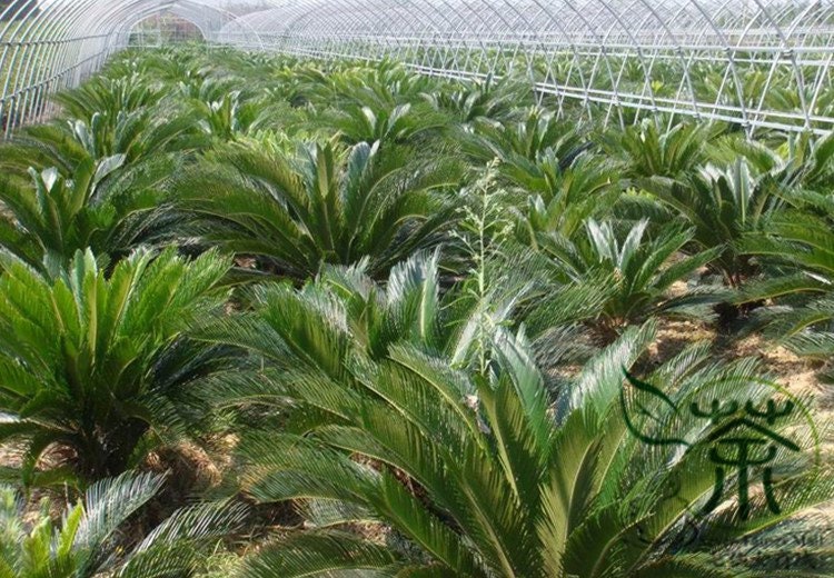 Cycas Revoluta Sago Palm Seed 10 PCS King Sago Sutie - Etsy Canada