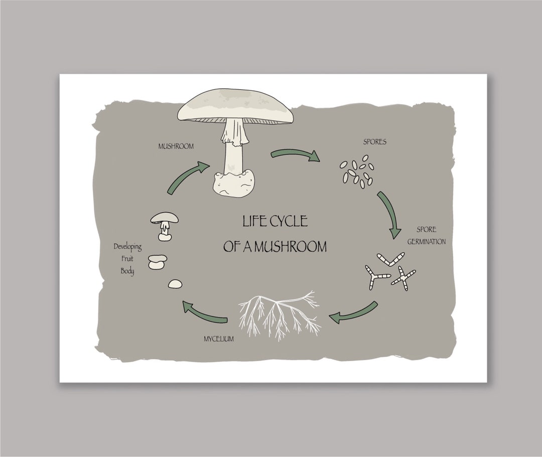 Mushroom Life Cycle Poster, Fungi Nature Study, Homeschool Educational ...