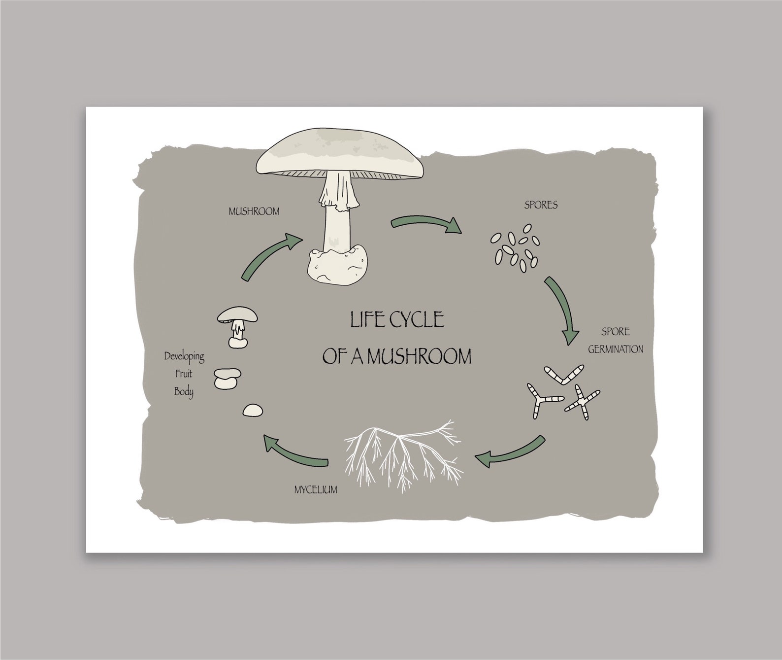 Mushroom Life Cycle Poster, Fungi Nature Study, Homeschool Educational ...