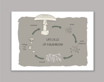 Mushroom Identification Poster, Fungi Nature Study, Homeschool ...