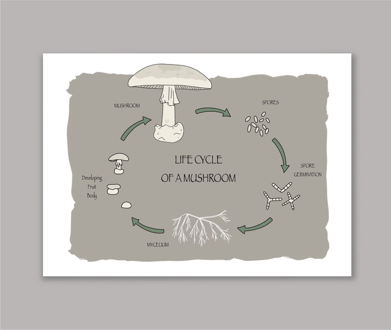 Mushroom Life Cycle Poster, Fungi Nature Study, Homeschool Educational ...