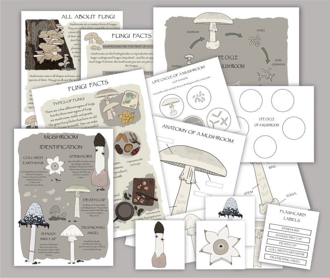 Fungi Mushroom Unit Study, Nature Study, Lesson Pack, Homeschool ...