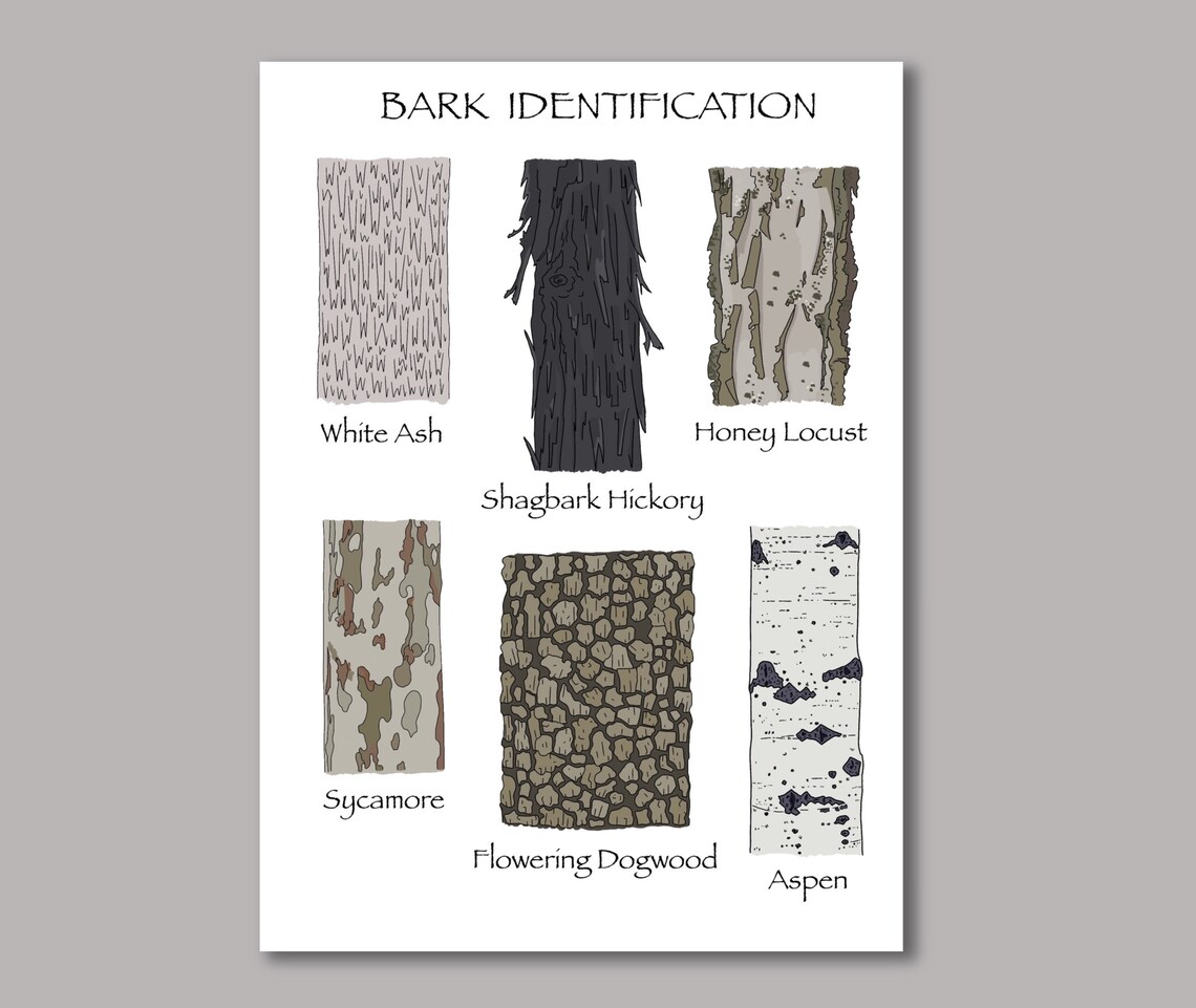 Tree Bark Identification Poster, Nature Study, Homeschool Educational ...