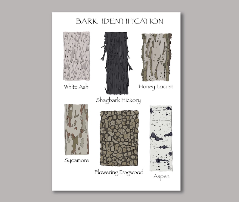 Tree Bark Identification Poster, Nature Study, Homeschool Educational ...