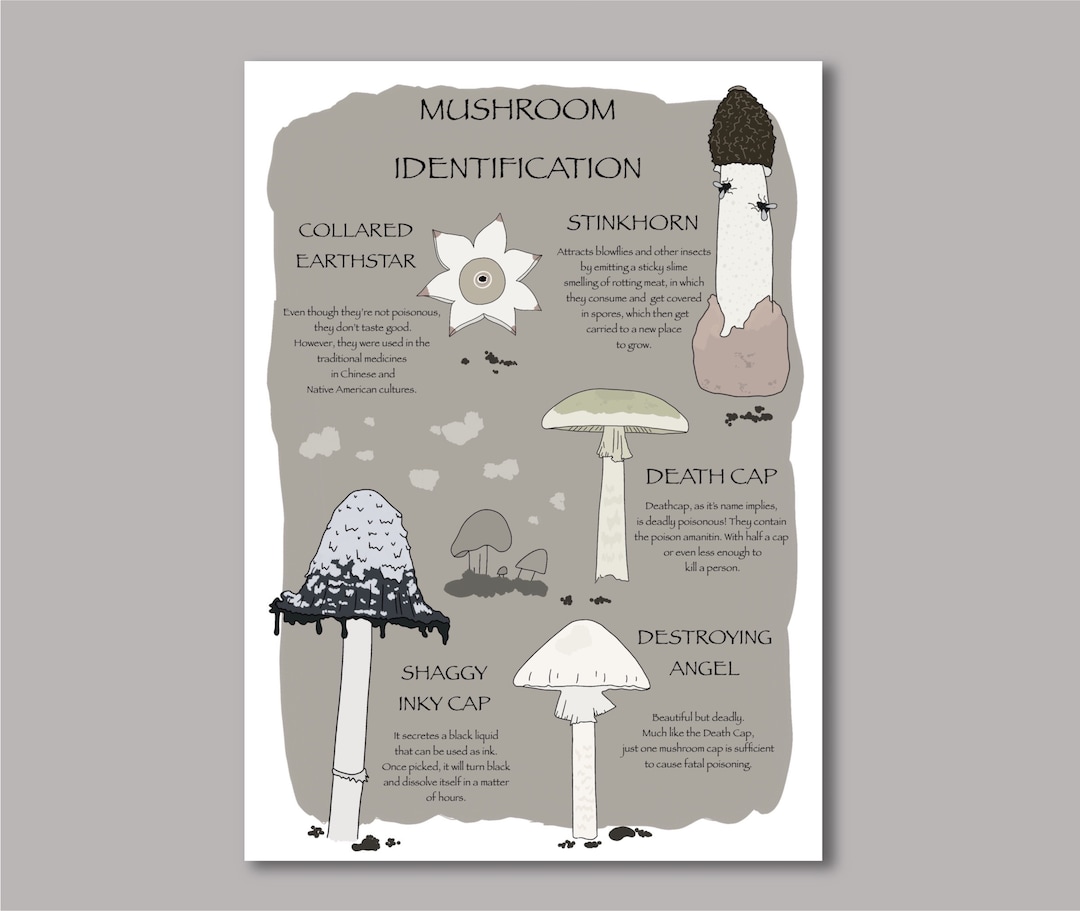 Mushroom Identification Poster, Fungi Nature Study, Homeschool ...