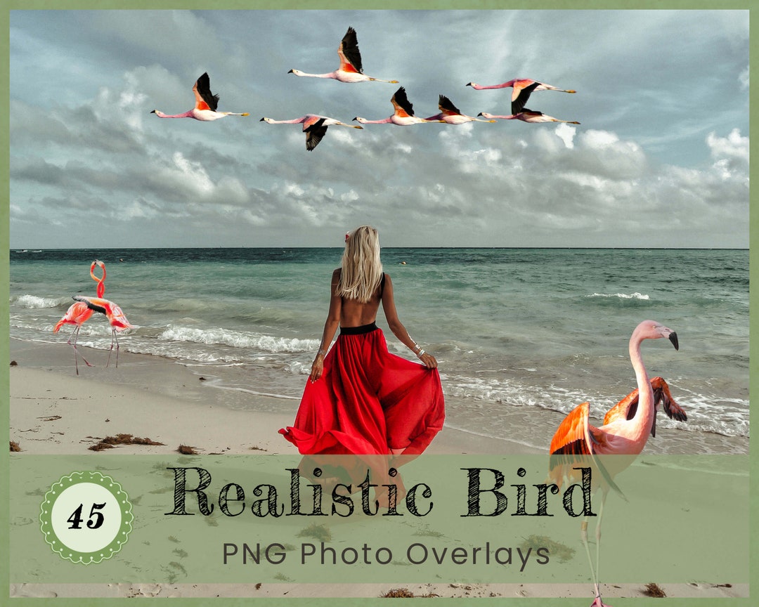 Realistic Flying Birds Photo Overlays: Seagull, Swan, Eagle, Flamingo ...