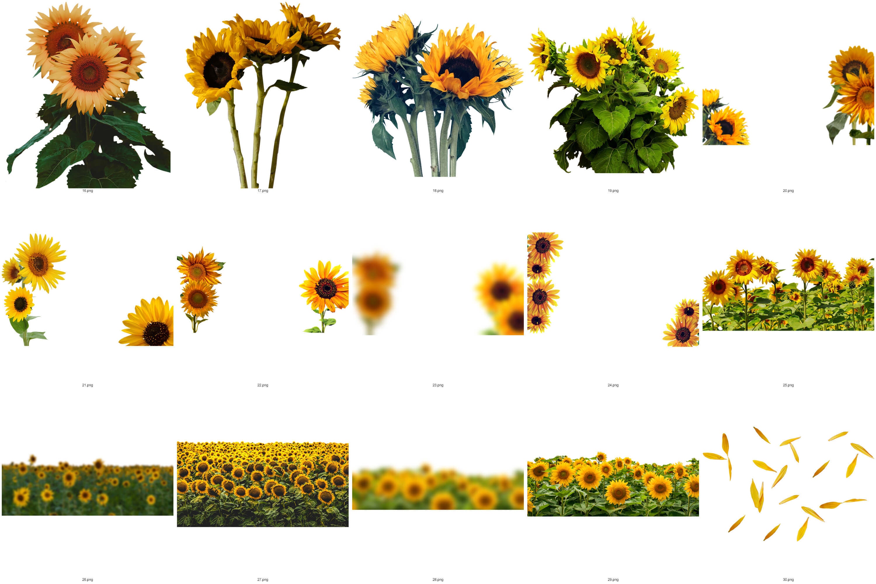 Sunflower Myspace Backgrounds