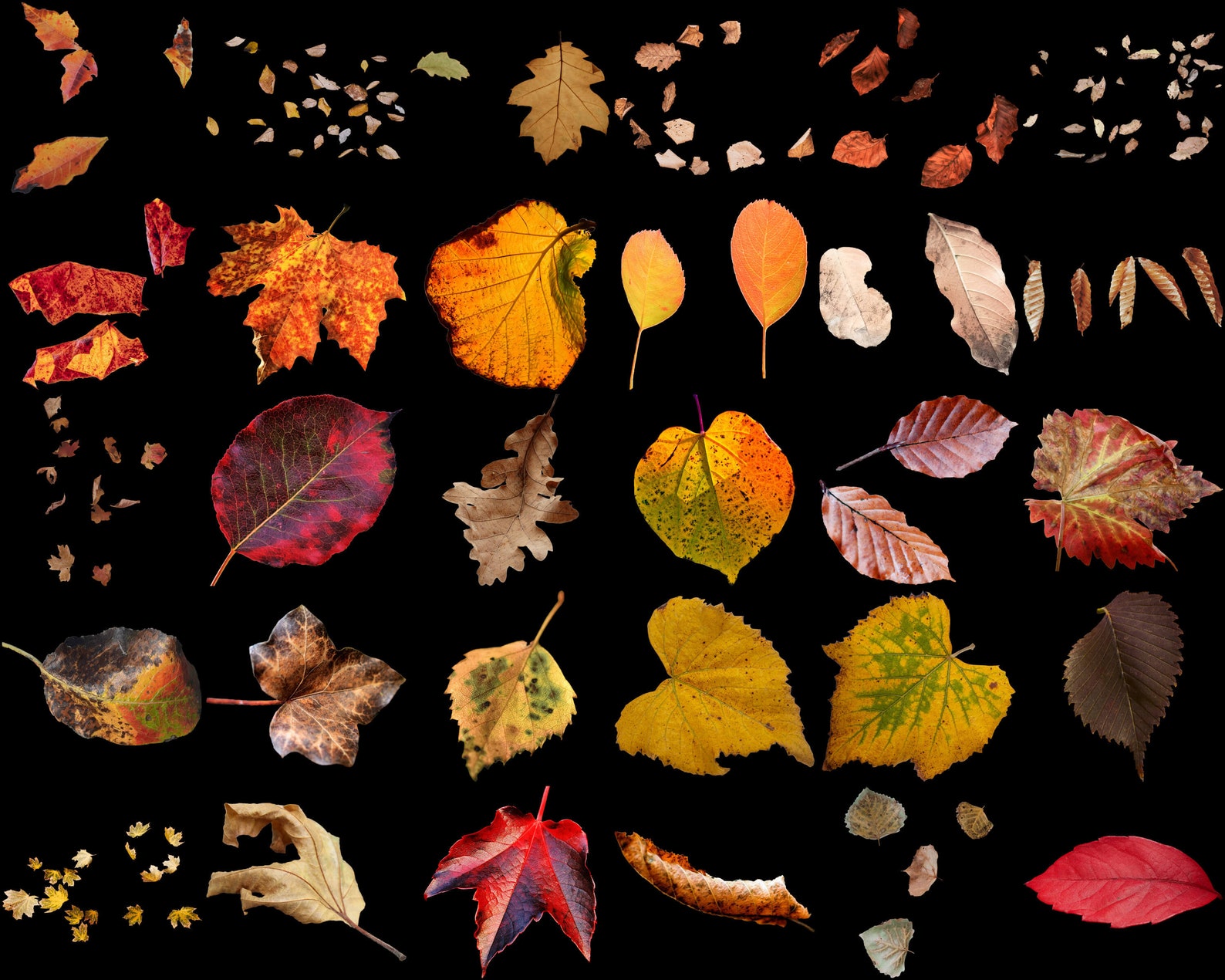 30 Arc Autumn Leaves Falling Leaves Photoshop Overlays | Etsy