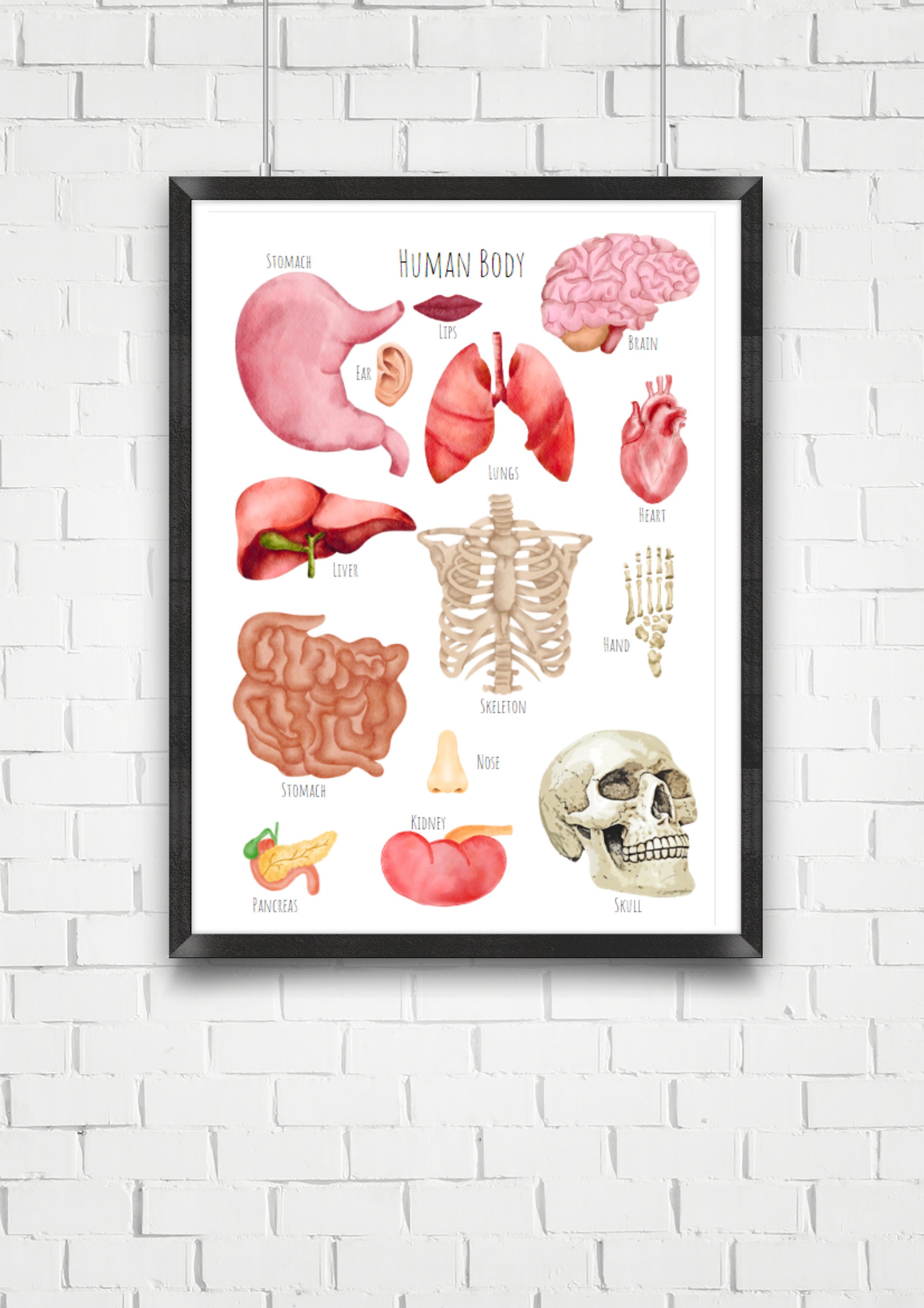 The Human Body A3 Poster digital Download Only - Etsy