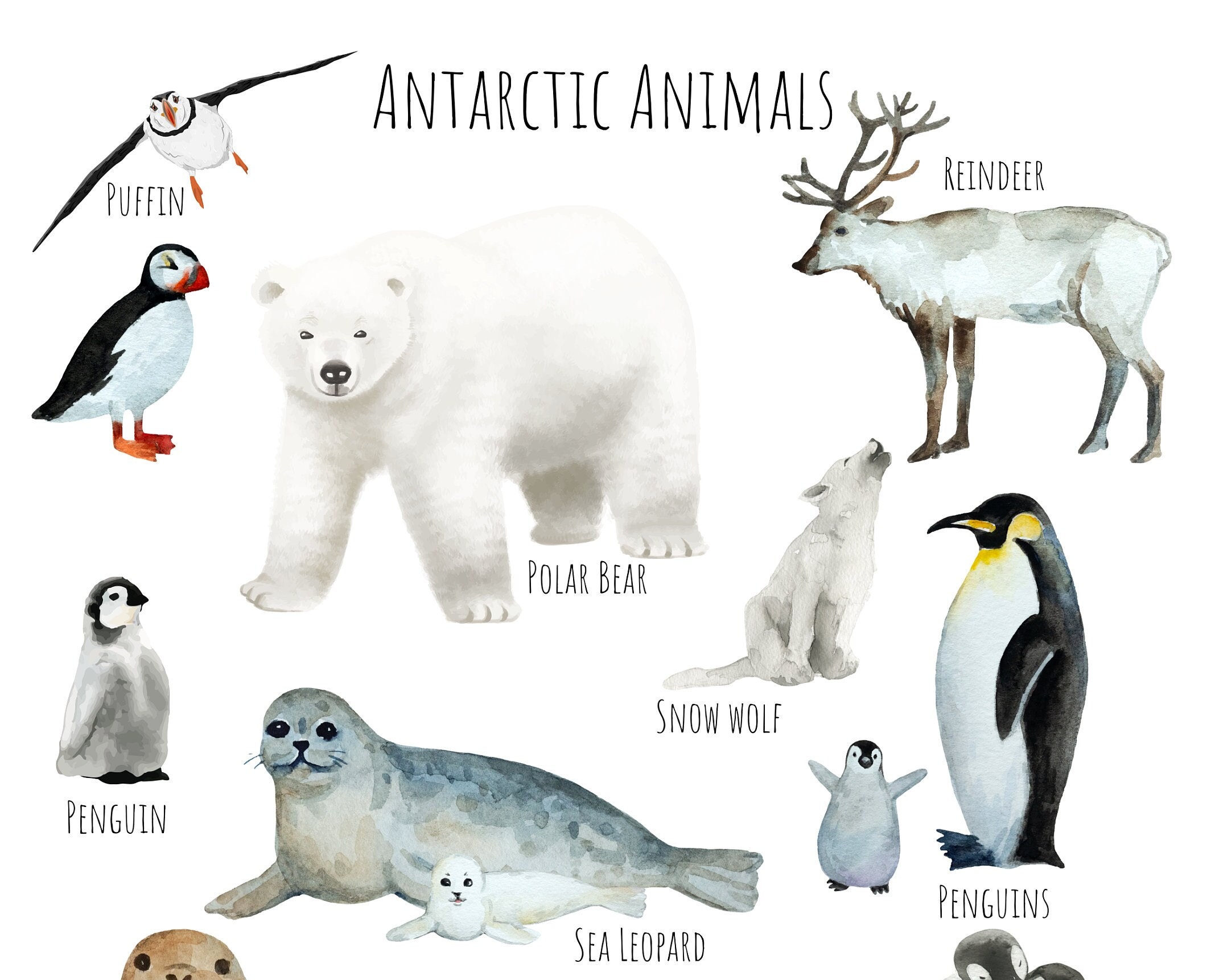 Antarctic Animals, A3 Poster a Beautiful Selection of Gorgeous Unique ...