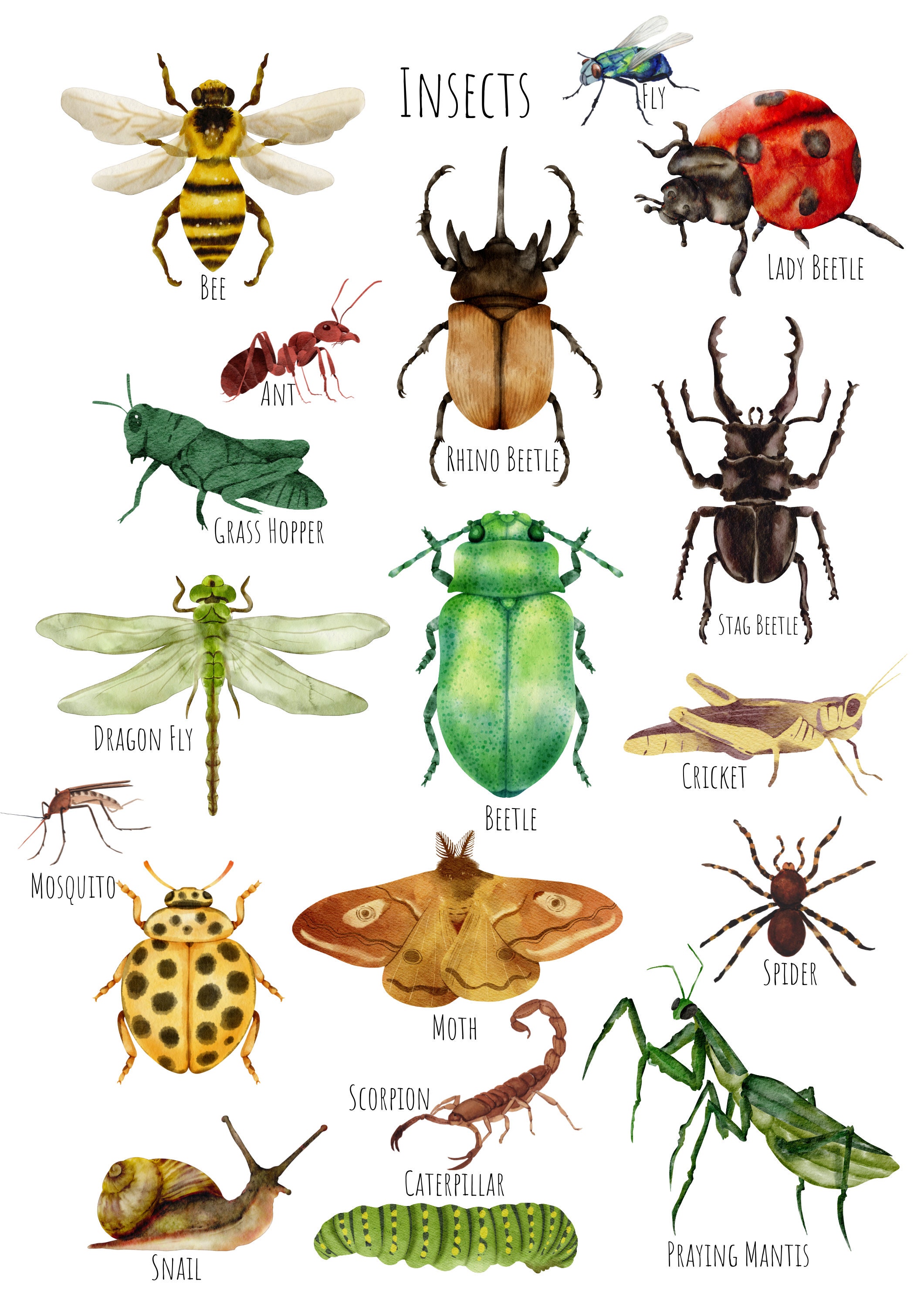 Insects Bugs A3 Poster a Beautiful Selection of Gorgeous - Etsy