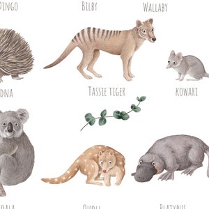 Australian Animals Poster A3 - a Beautiful Selection of Gorgeous ...
