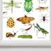 Insects Bugs A3 Poster a Beautiful Selection of Gorgeous - Etsy