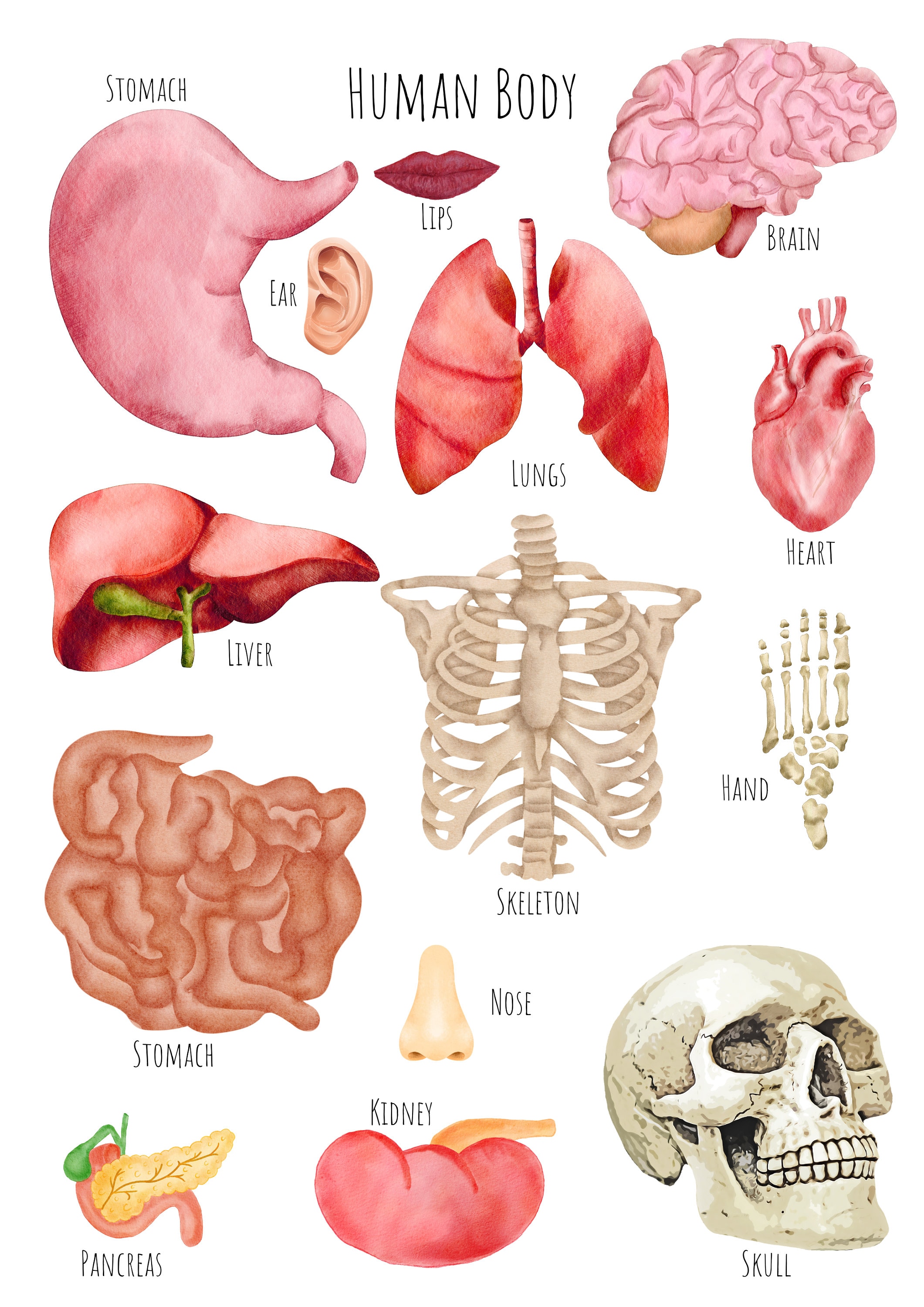The Human Body, A3 Poster - **digital Download Only** - Etsy
