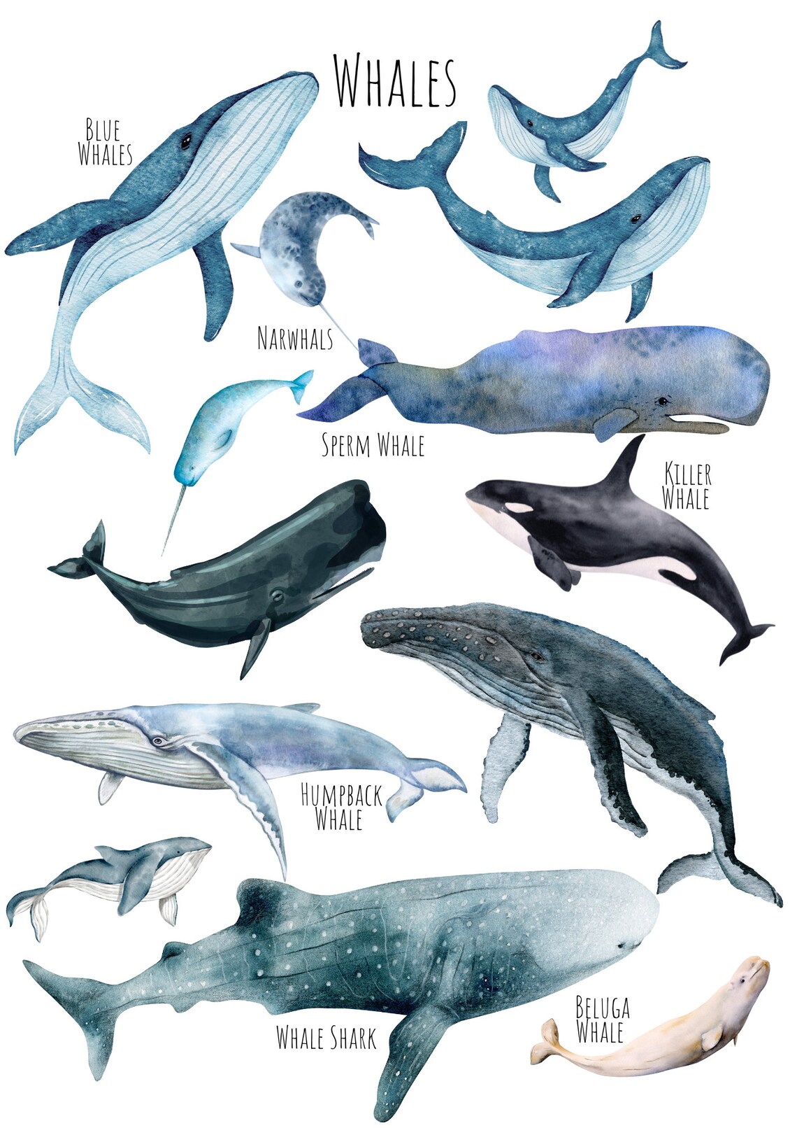 Whales, A3 Poster - a Beautiful Selection of Gorgeous + Unique Whales ...