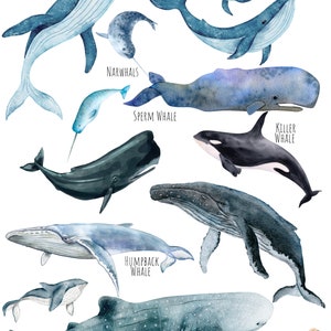 Whales, A3 Poster - a Beautiful Selection of Gorgeous + Unique Whales ...
