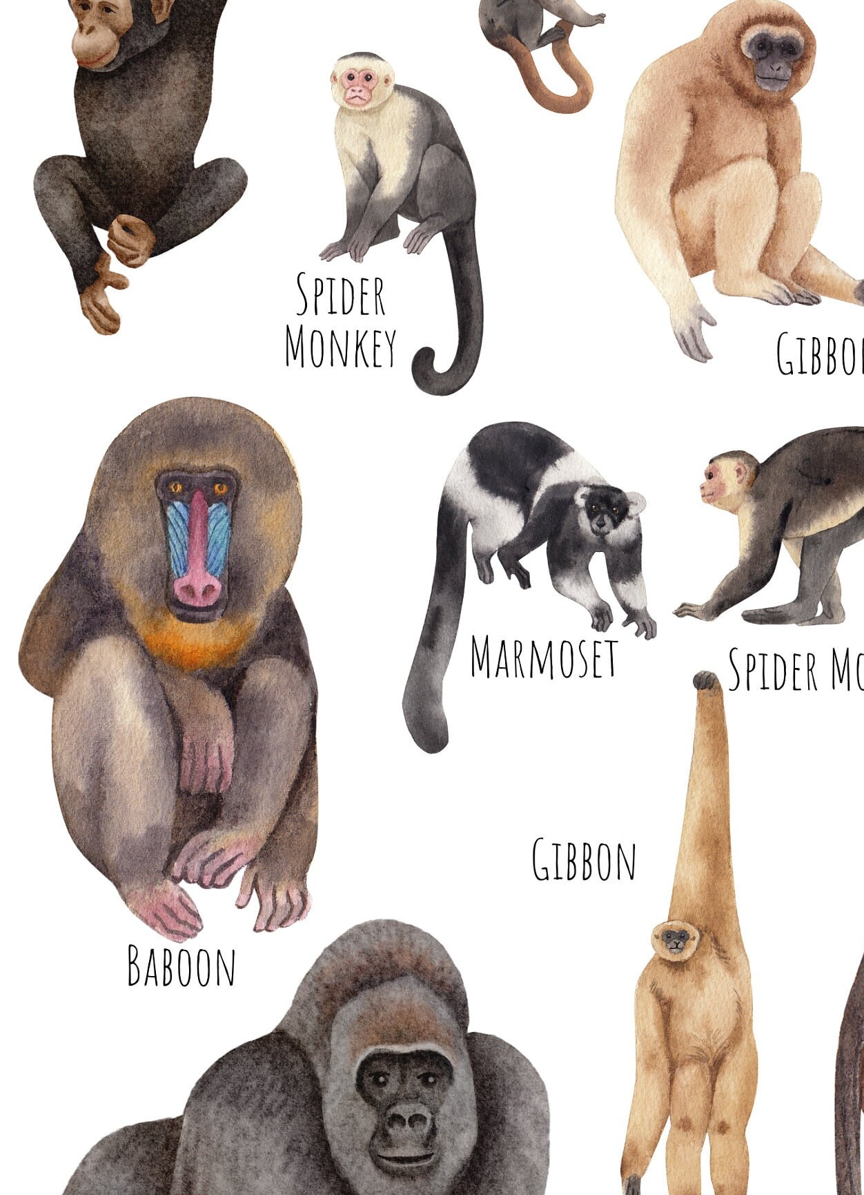 Monkeys, Apes + Chimps, A3 Poster - a Beautiful Selection of Gorgeous ...