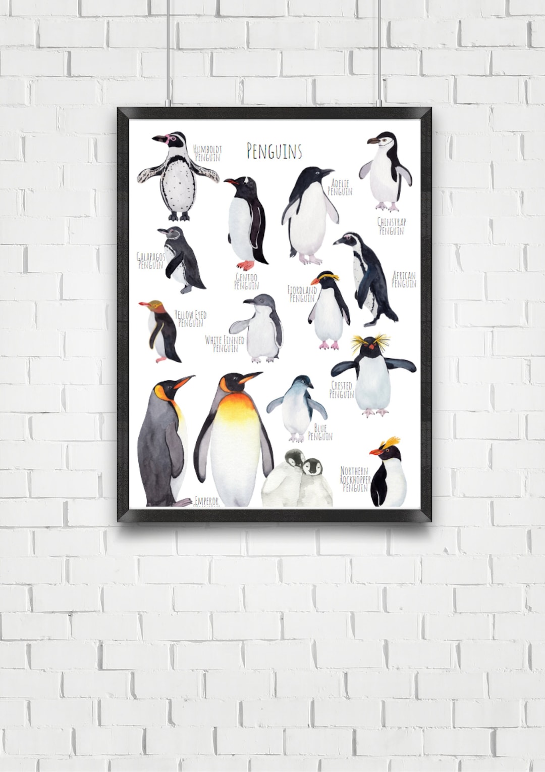 Penguin Species Art Print - Educational Antarctic Poster (digital ...