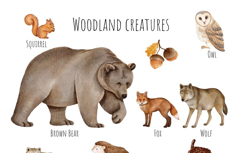 Woodland Creatures A3 Poster a Beautiful Selection of - Etsy