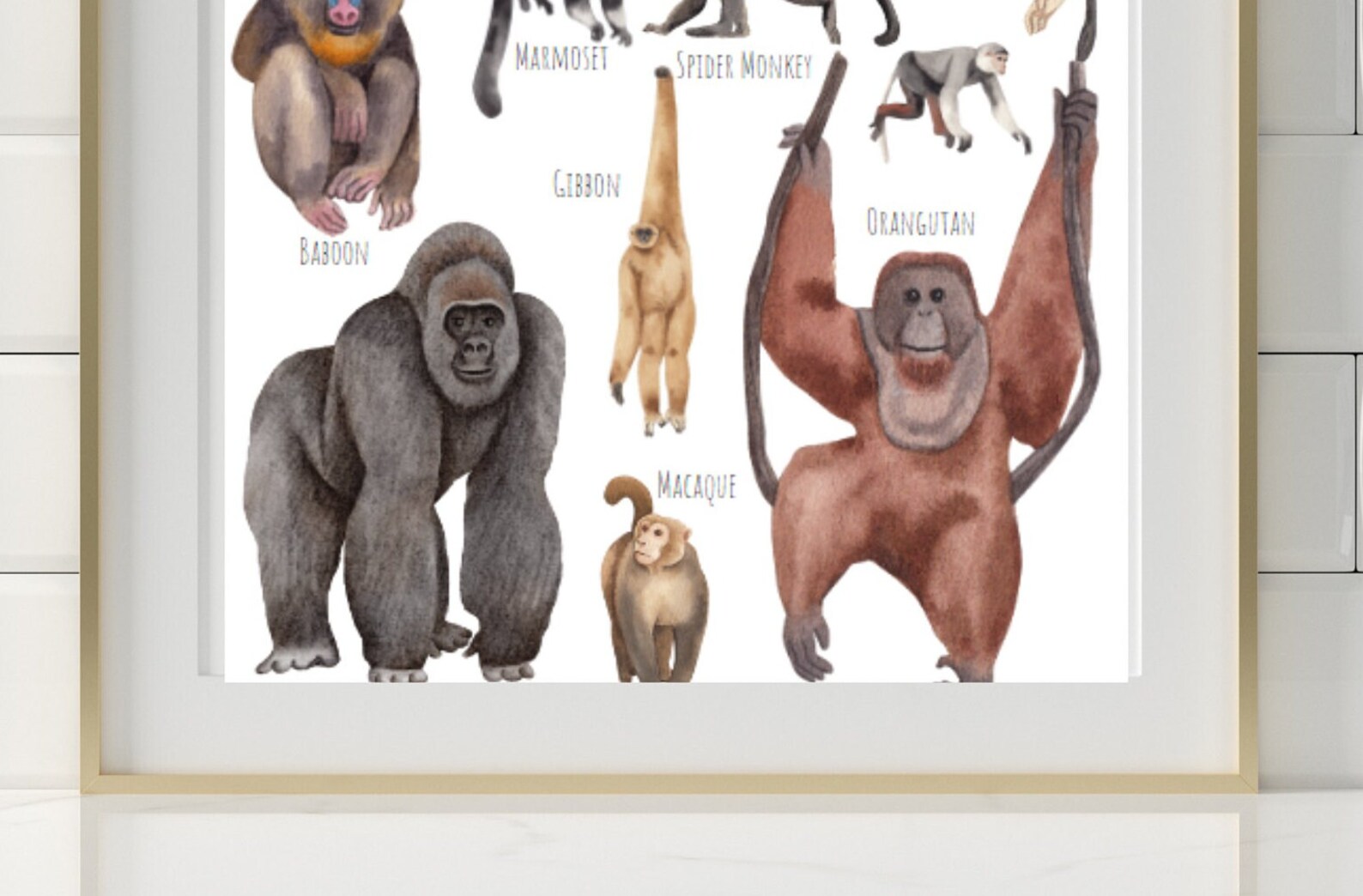 Monkeys, Apes + Chimps, A3 Poster - a Beautiful Selection of Gorgeous ...