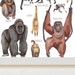 Monkeys, Apes + Chimps, A3 Poster - a Beautiful Selection of Gorgeous ...