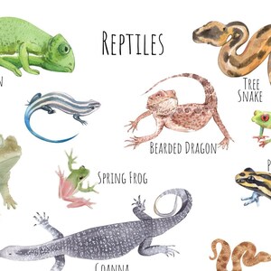 Reptiles, A3 Poster - a Beautiful Selection of Gorgeous + Unique ...