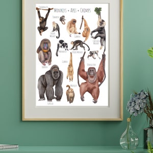 Monkeys, Apes + Chimps, A3 Poster - a Beautiful Selection of Gorgeous ...