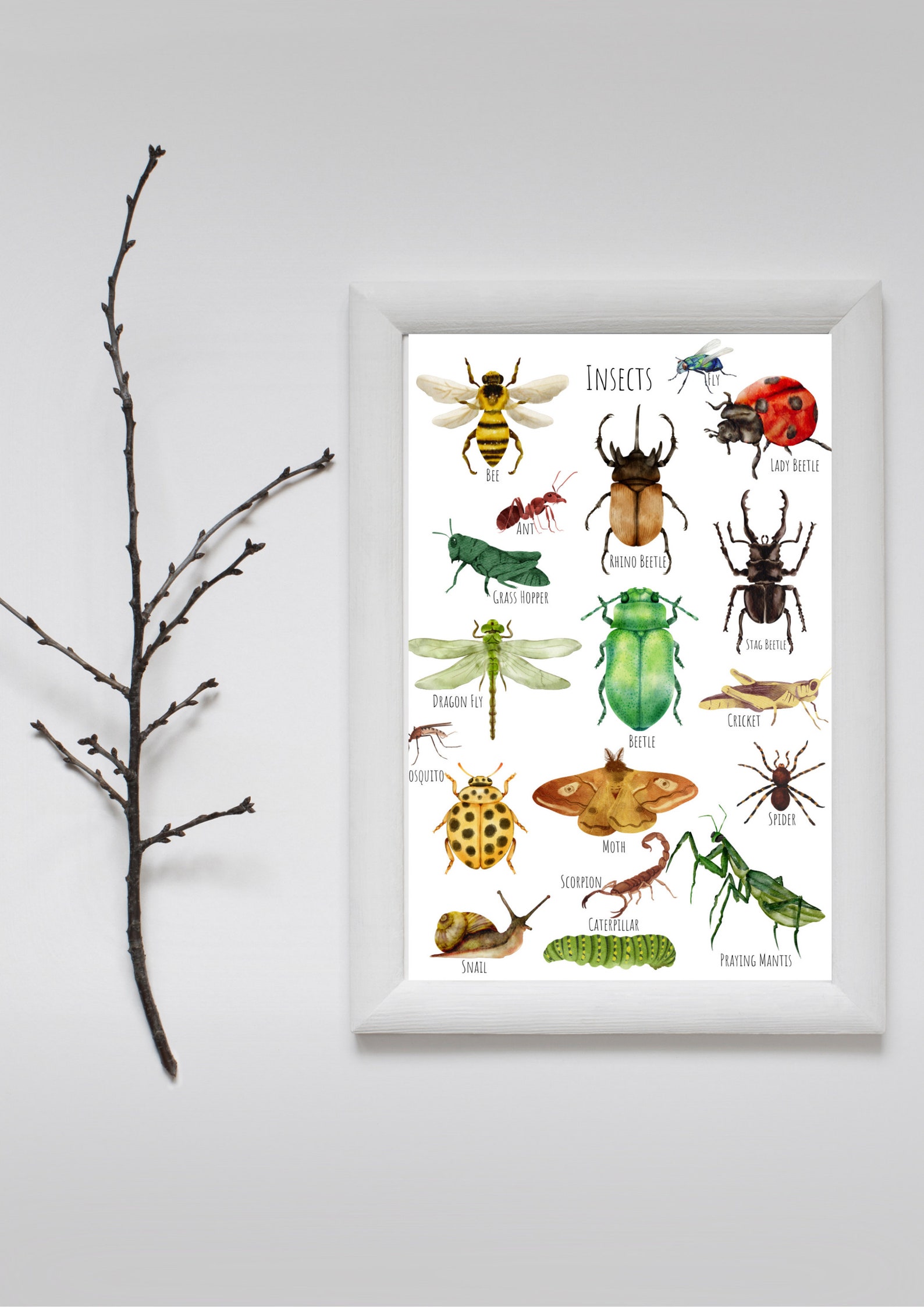 Insects Bugs A3 Poster a Beautiful Selection of Gorgeous - Etsy