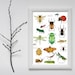 Insects Bugs A3 Poster a Beautiful Selection of Gorgeous - Etsy