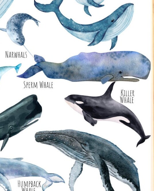 Whales, A3 Poster - a Beautiful Selection of Gorgeous + Unique Whales ...
