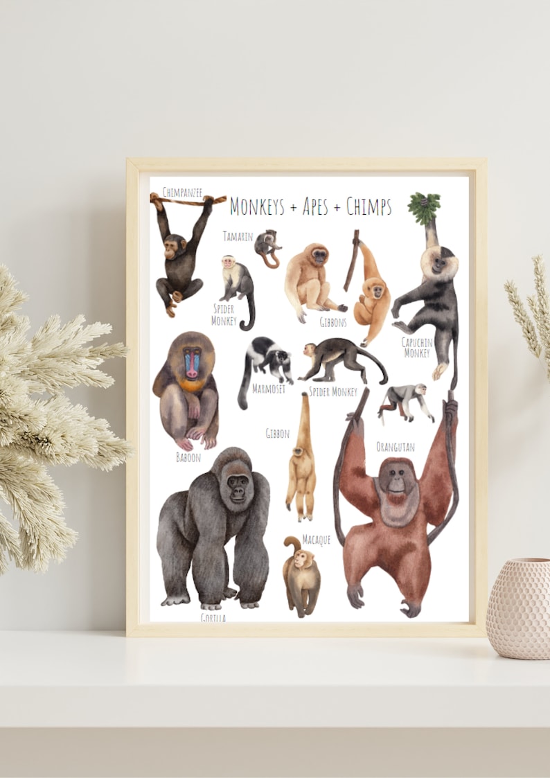 Monkeys Apes Chimps A3 Poster A Beautiful Selection Of Gorgeous