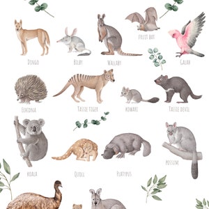 Australian Animals Poster A3 - a Beautiful Selection of Gorgeous ...