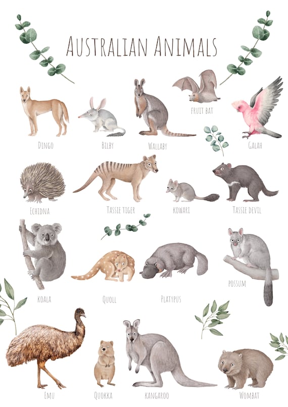 Colorful Australian Animals