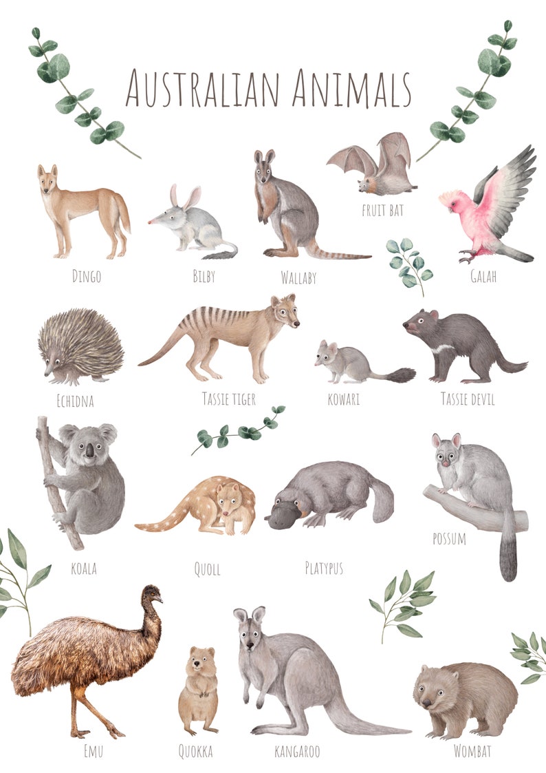 Australian Animals Poster A3 a Beautiful Selection of Gorgeous Unique ...