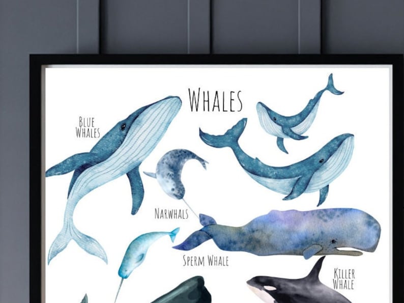 Whales, A3 Poster - a Beautiful Selection of Gorgeous + Unique Whales ...