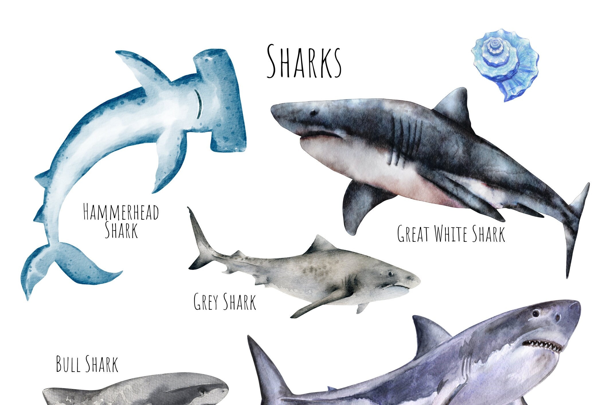 Sharks, A3 Poster a Beautiful Selection of Gorgeous Unique Sharks From ...