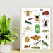 Insects Bugs A3 Poster a Beautiful Selection of Gorgeous - Etsy