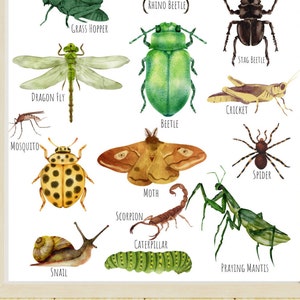 Insects Bugs, A3 Poster a Beautiful Selection of Gorgeous and Unique ...