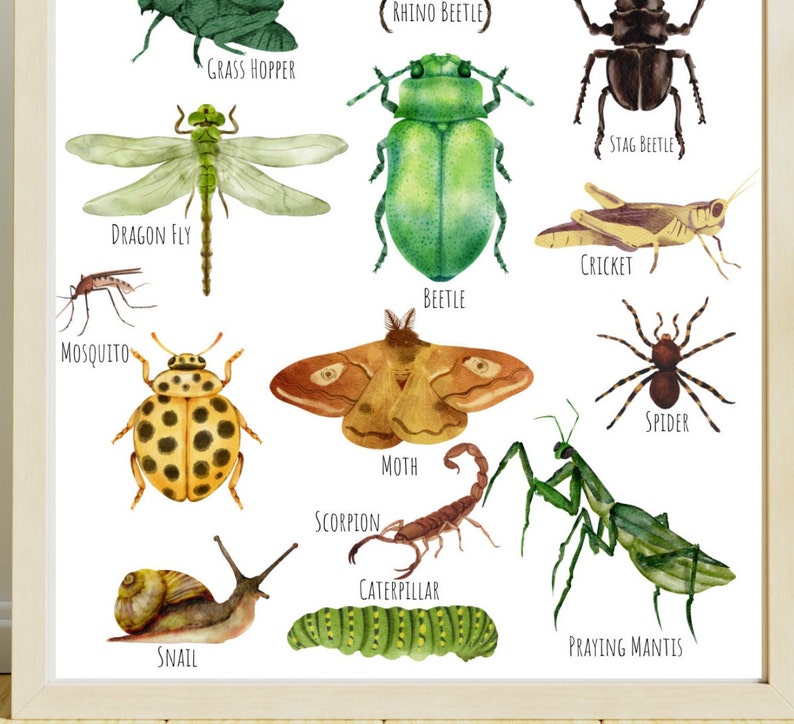 Insects Bugs A3 Poster a Beautiful Selection of Gorgeous - Etsy