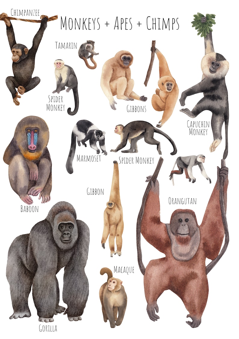 Monkeys, Apes + Chimps, A3 Poster - a Beautiful Selection of Gorgeous ...
