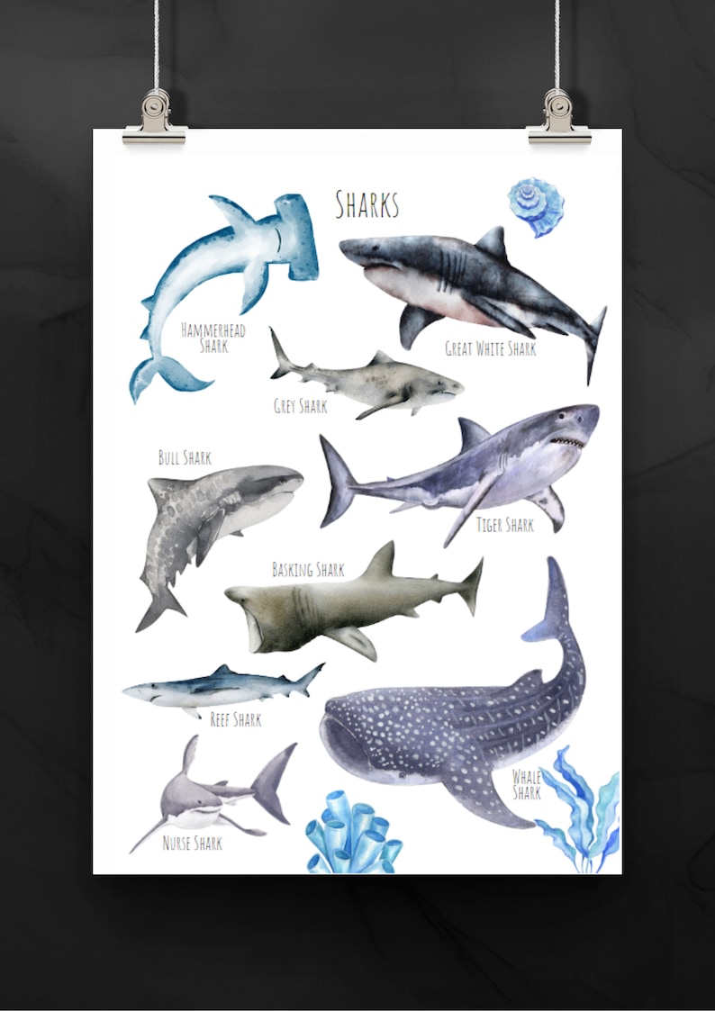 Sharks A3 Poster a Beautiful Selection of Gorgeous Unique - Etsy