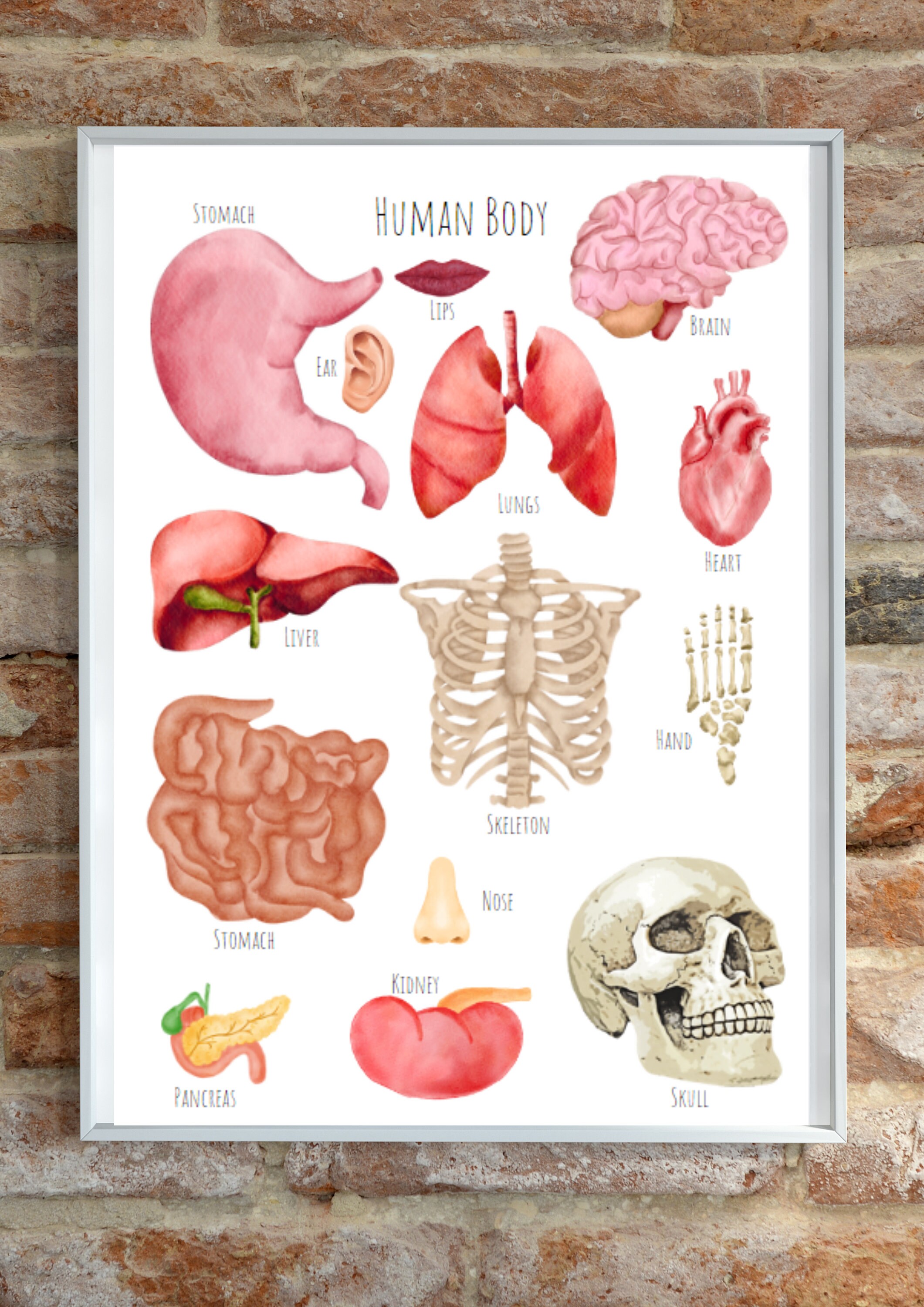 The Human Body, A3 Poster - **digital Download Only** - Etsy