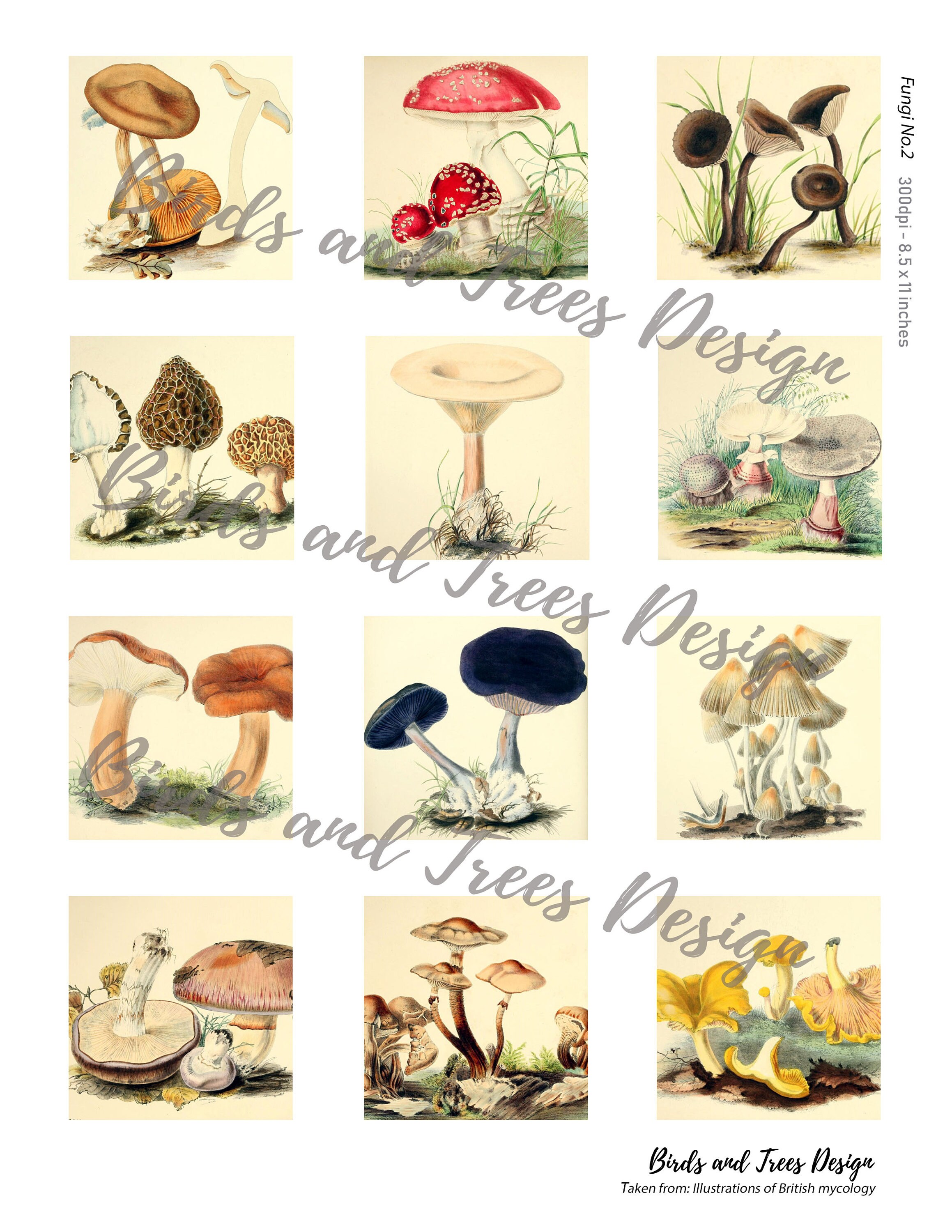 Toadstools And Fungi Printable Collage Sheet 1 1 5 And 2 Etsy