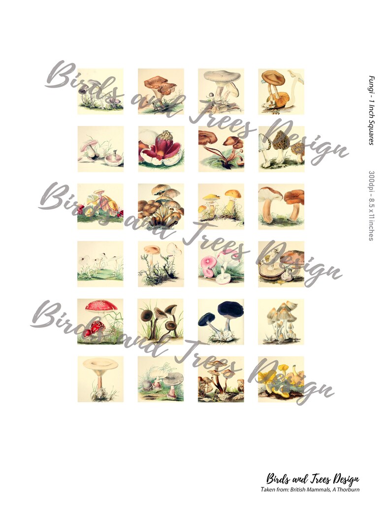 Toadstools And Fungi Printable Collage Sheet 1 1 5 And 2 Etsy